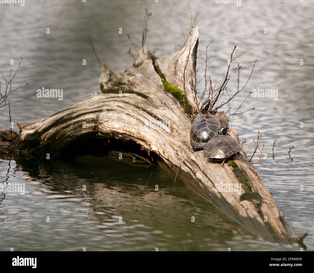 Painted turtle couple close-up profile view on a stump log in the pond ...