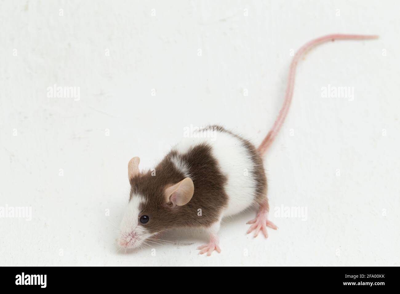 Gray black common house mouse isolated on white background Stock Photo ...