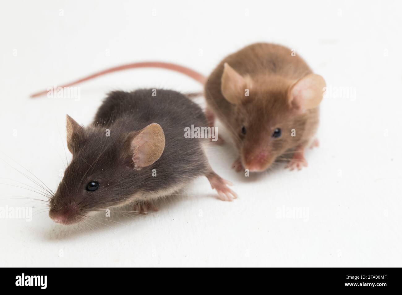 Gray black common house mouse isolated on white background Stock Photo ...