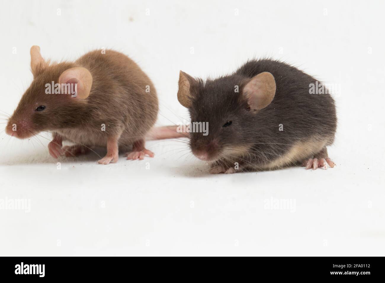 Gray black common house mouse isolated on white background Stock Photo ...