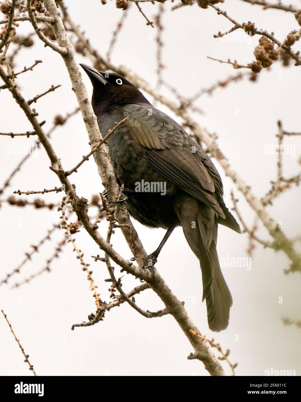 Common grackle bird habitat picture hi-res stock photography and images ...