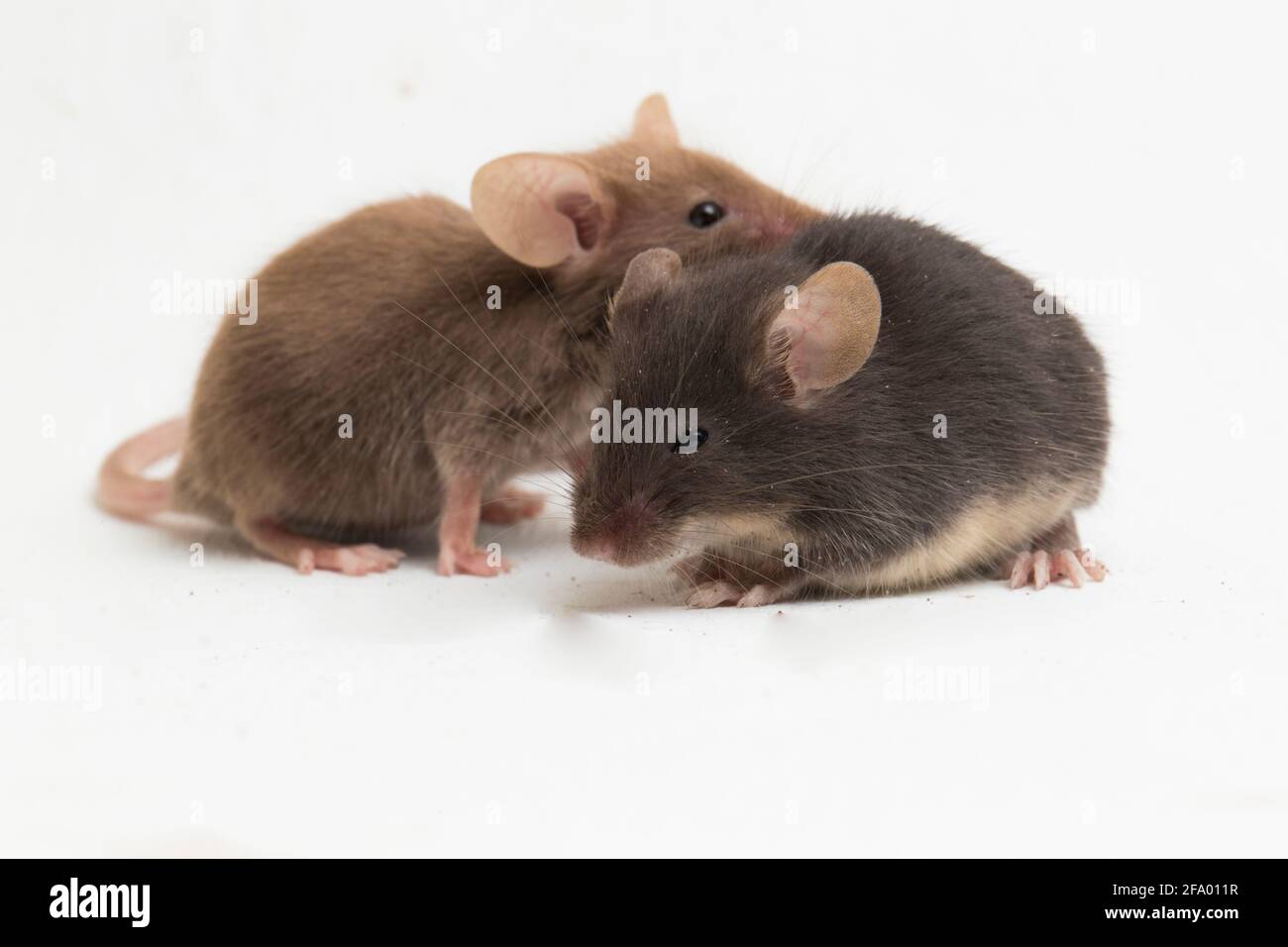 Gray black common house mouse isolated on white background Stock Photo ...