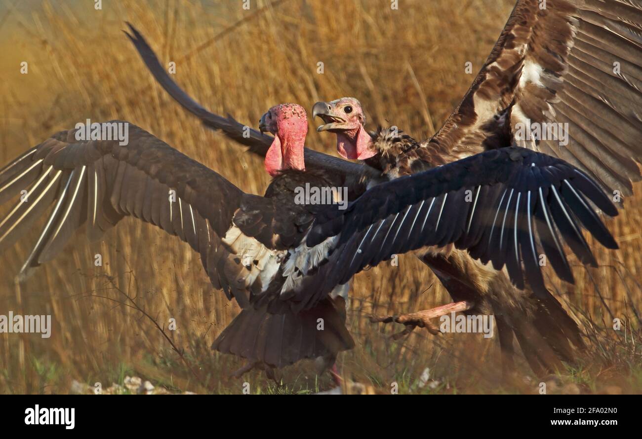 Sarcogyps calvus hi-res stock photography and images - Alamy