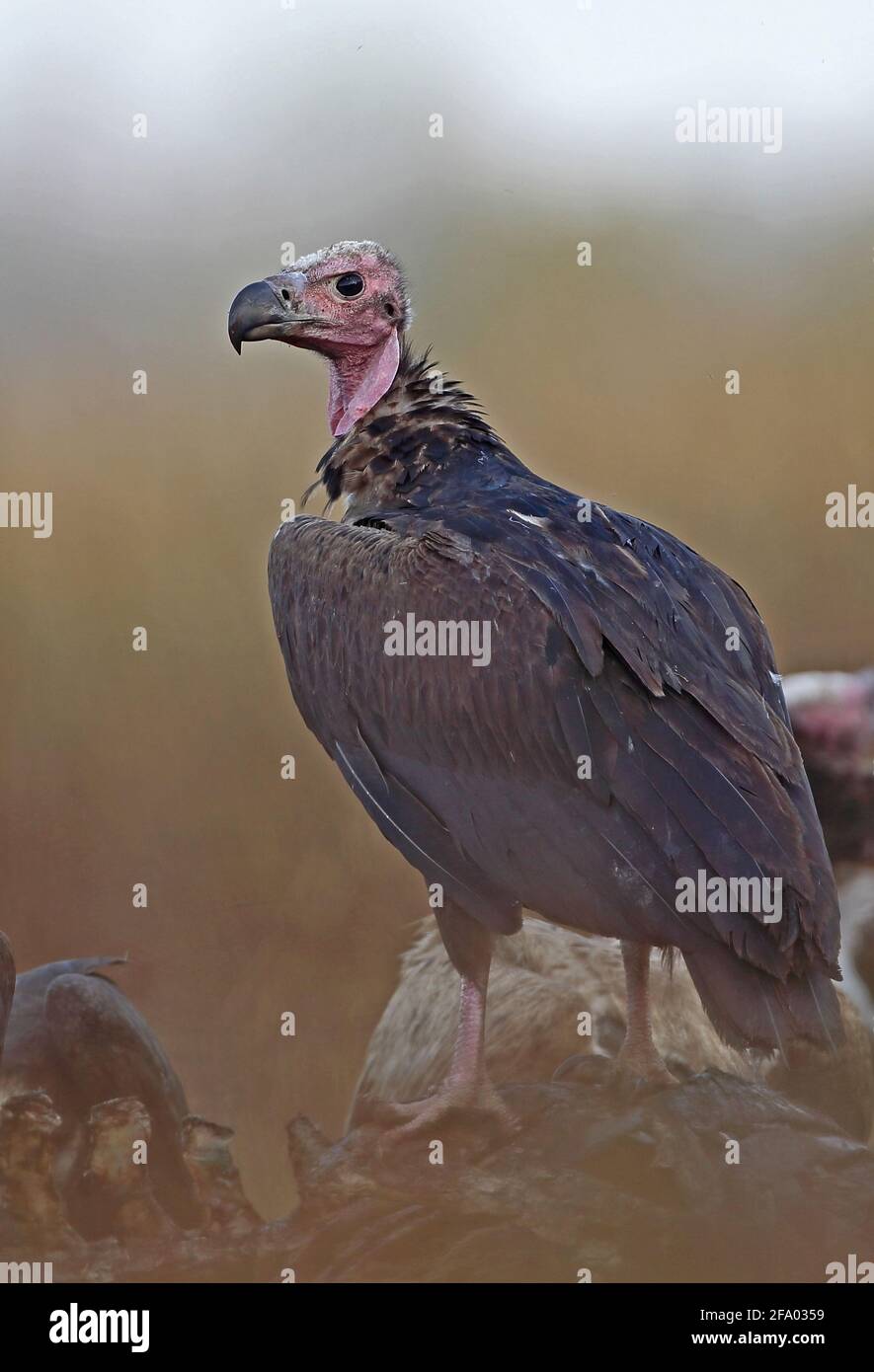 Sarcogyps calvus hi-res stock photography and images - Alamy