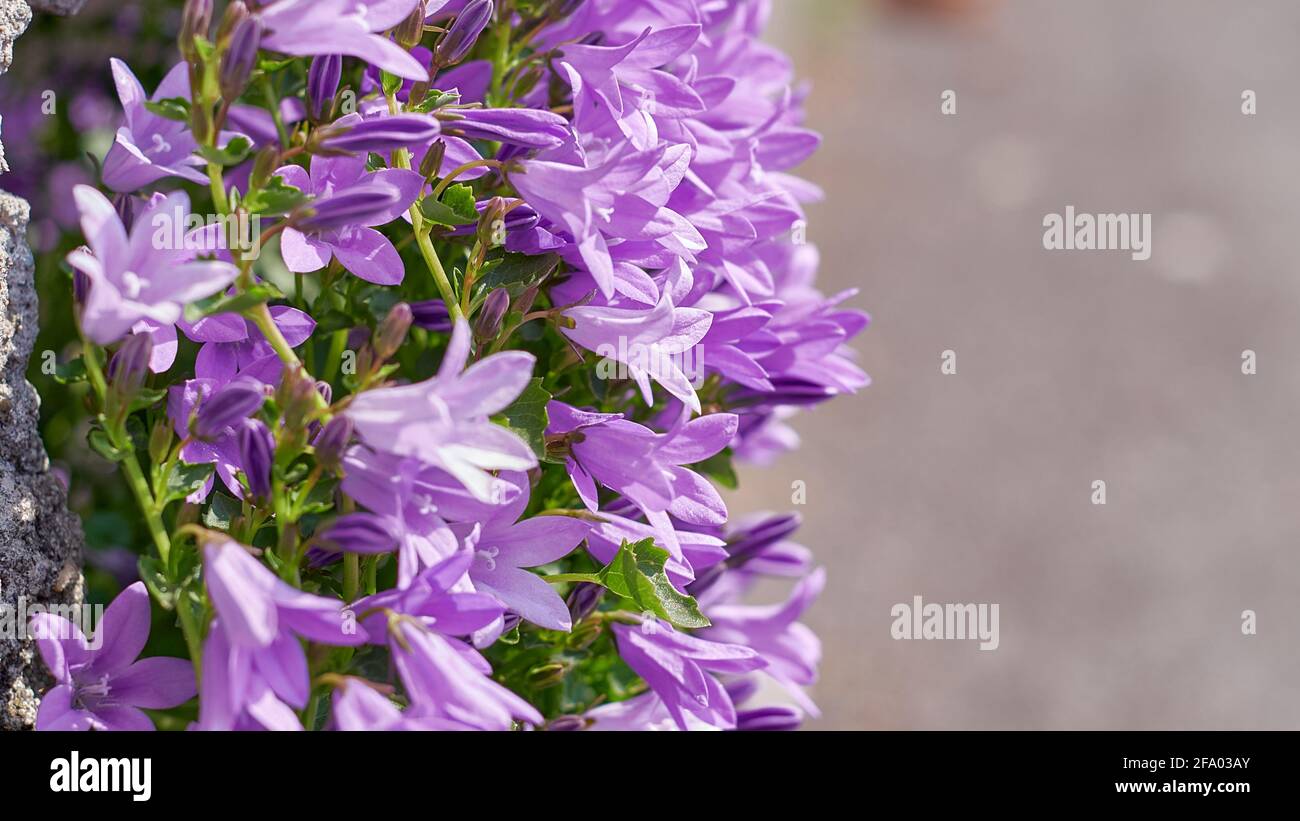 Violet bell flowers, on blurred background of nature Stock Photo - Alamy