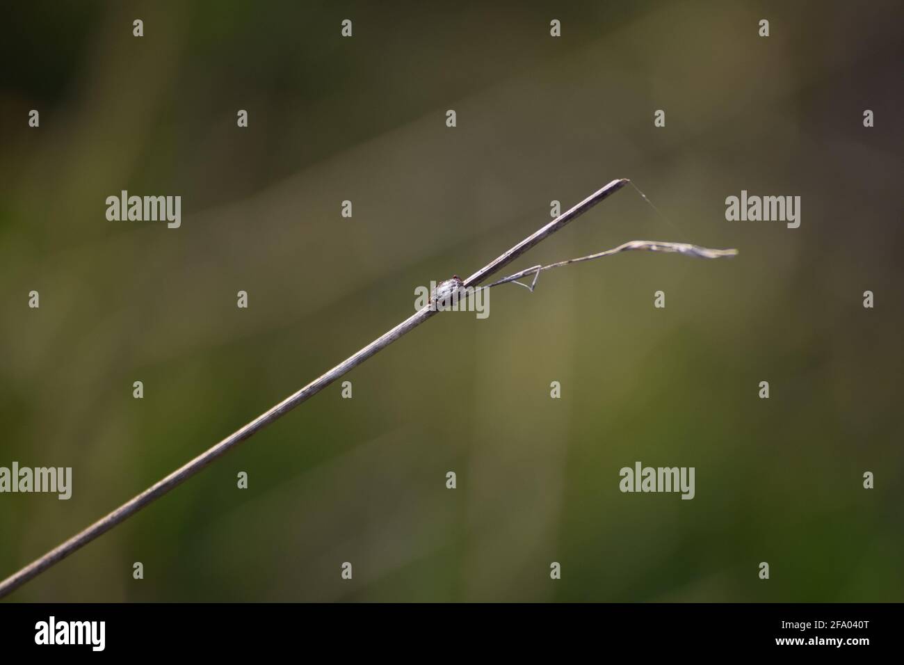 sleeping Alluvial forest tick on a Stalk Stock Photo - Alamy
