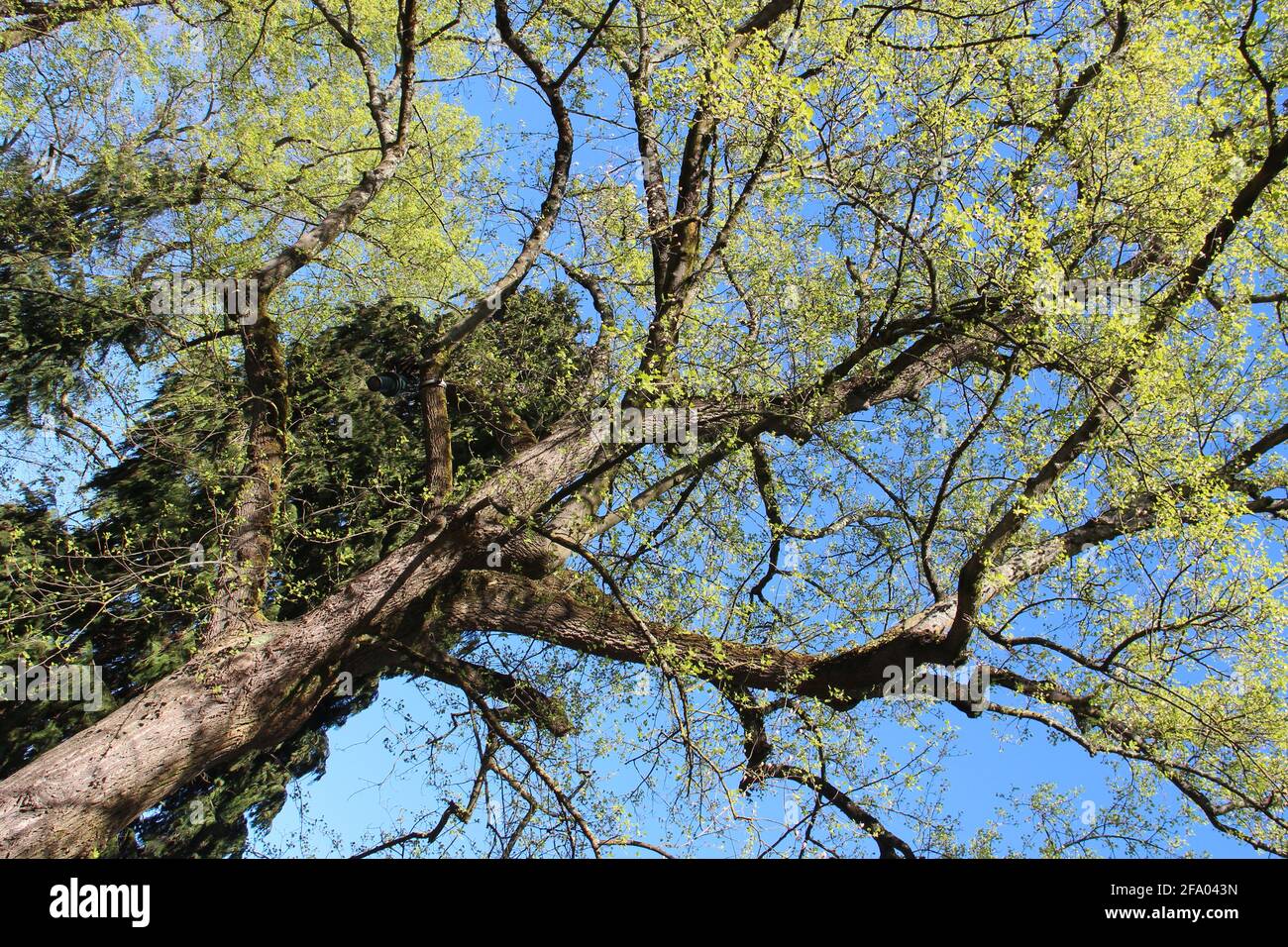 trees in a public garden in nantes in france Stock Photo - Alamy