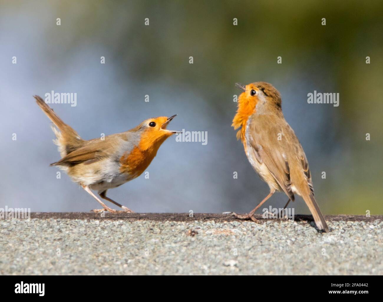 Close up of robins hi-res stock photography and images - Alamy