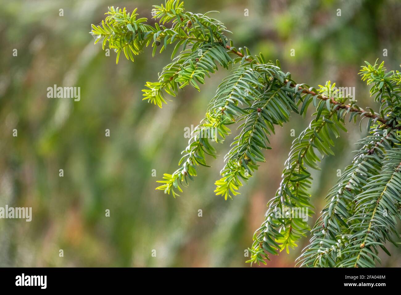 Yew Shrub Leaves