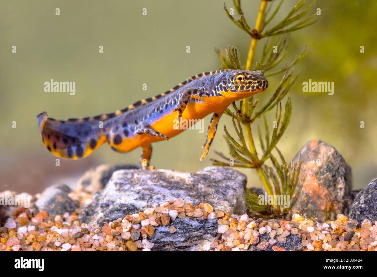 The alpine newt hi-res stock photography and images - Alamy