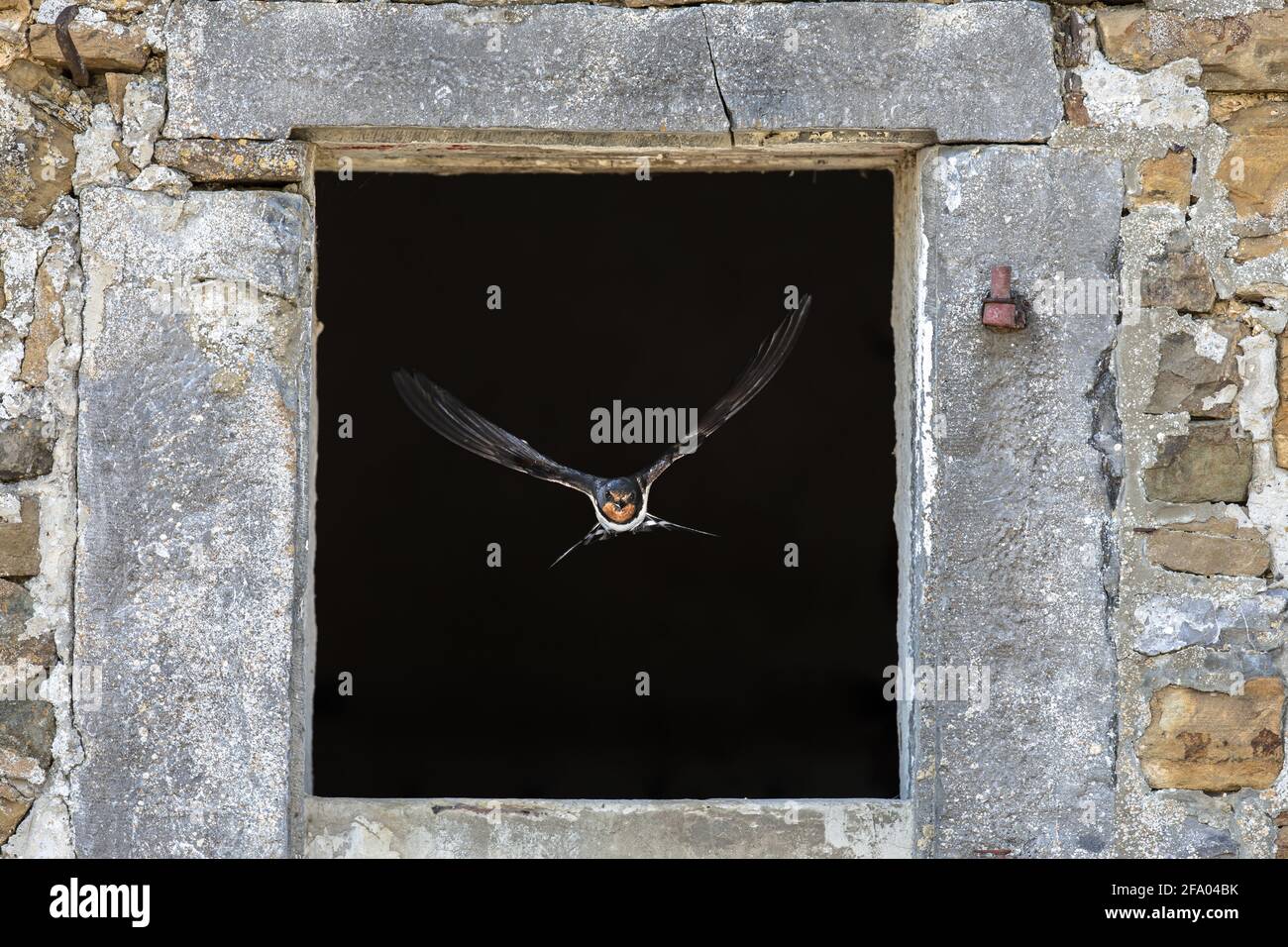 Barn swallow (Hirundo rustica) bird flying through stone window from ...