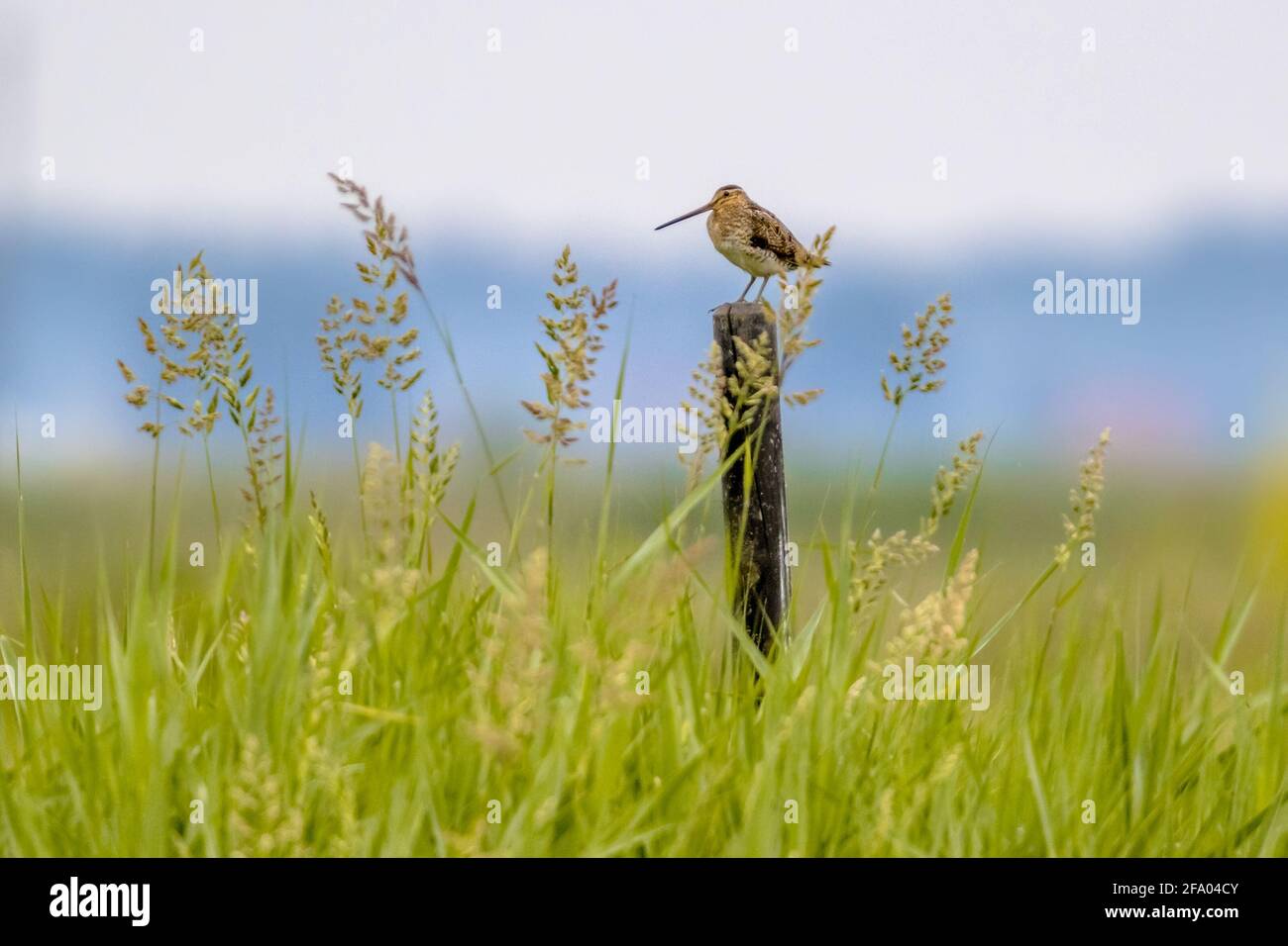 Common snipe (Gallinago gallinago) wader bird guarding for territory in ...