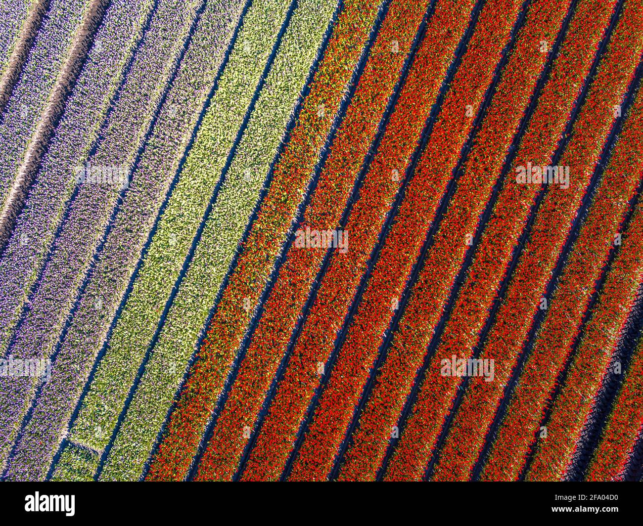 Tulip field from above. Aerial view of bulb-fields in springtime ...
