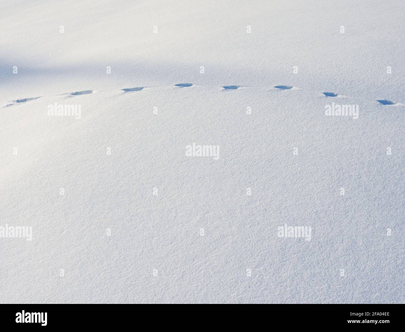 animal traces in snow Stock Photo - Alamy