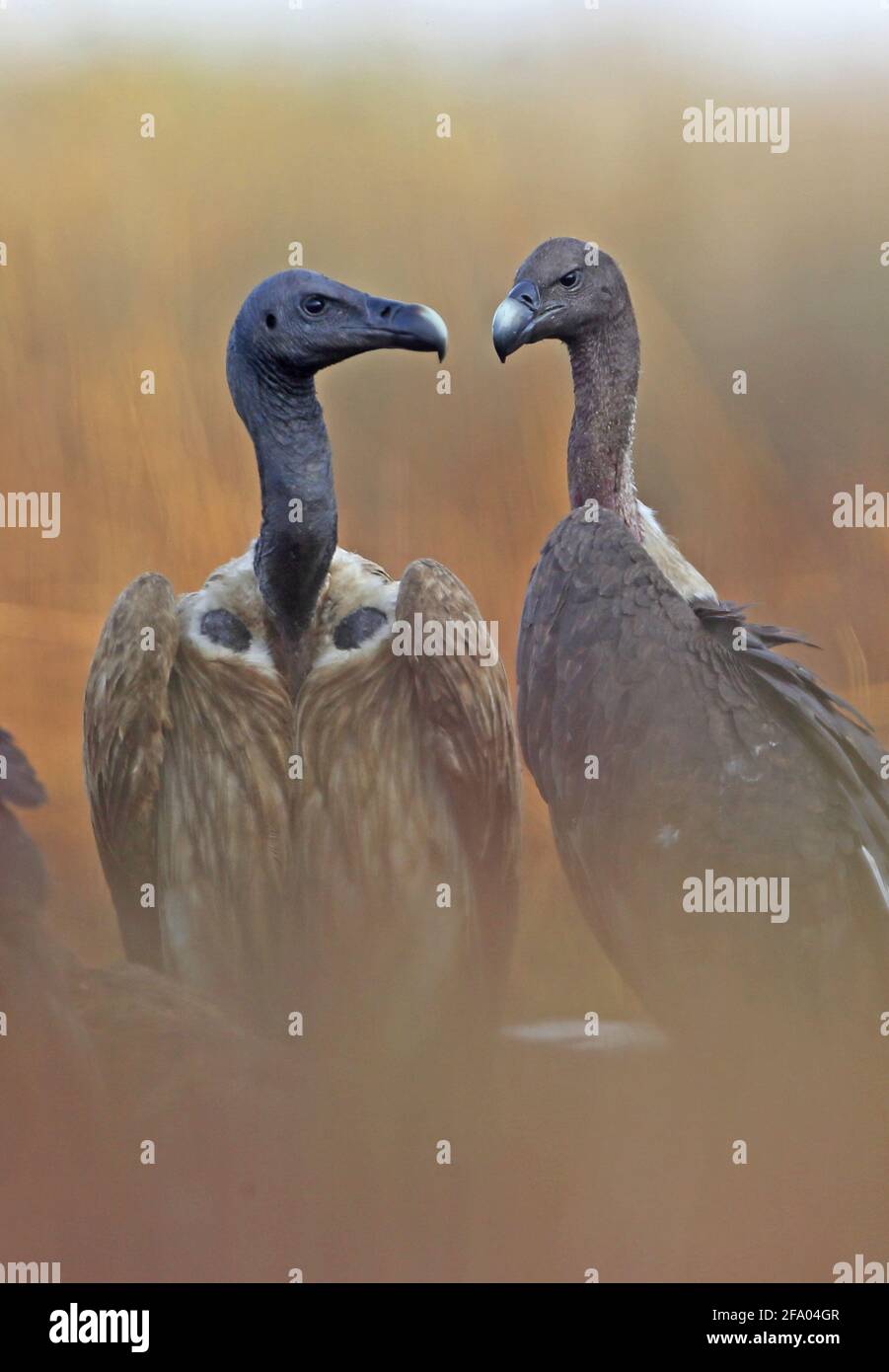 Slender Billed Vulture