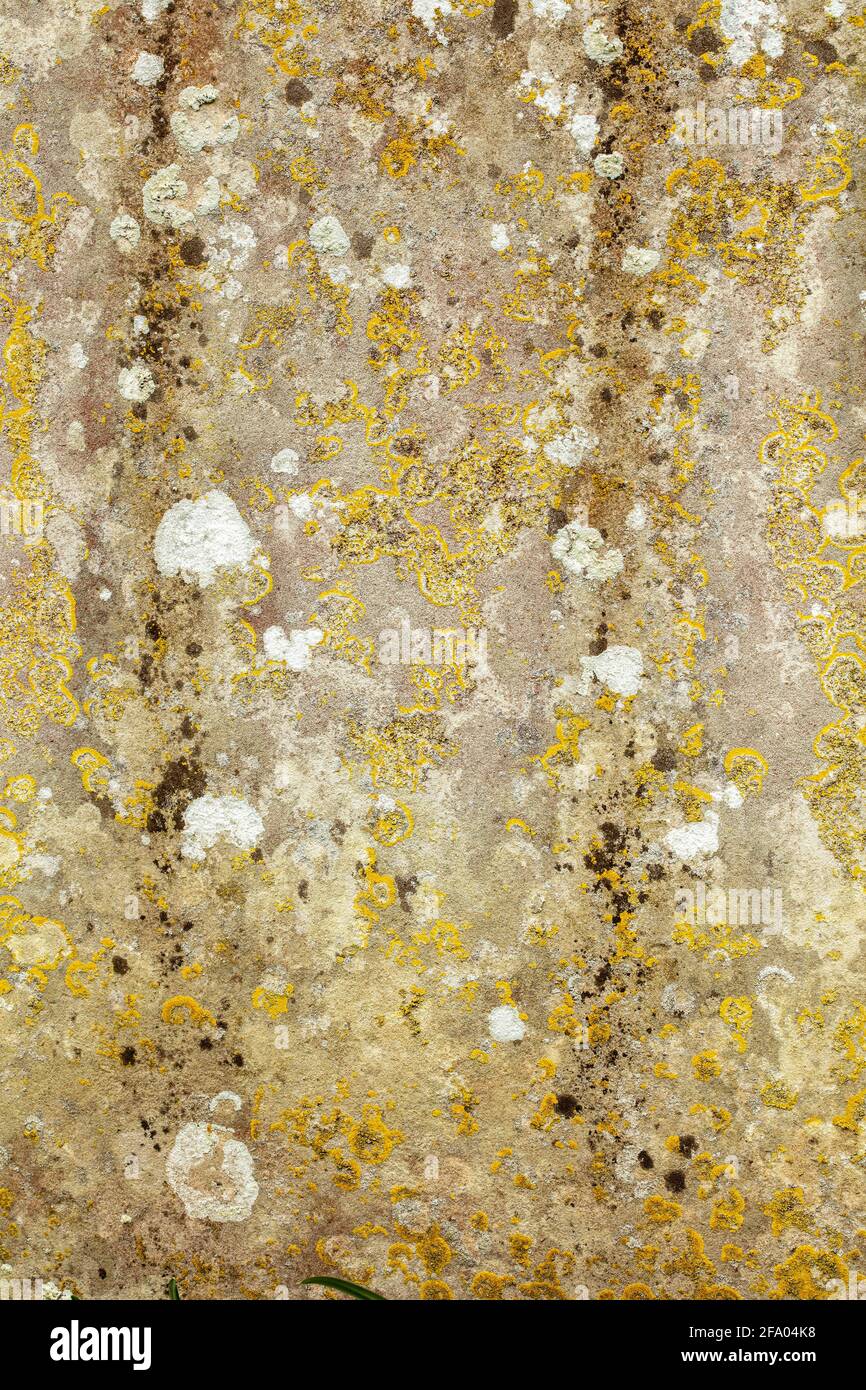 Found Macro still-life photograph of lichen on tree trunk, background ...