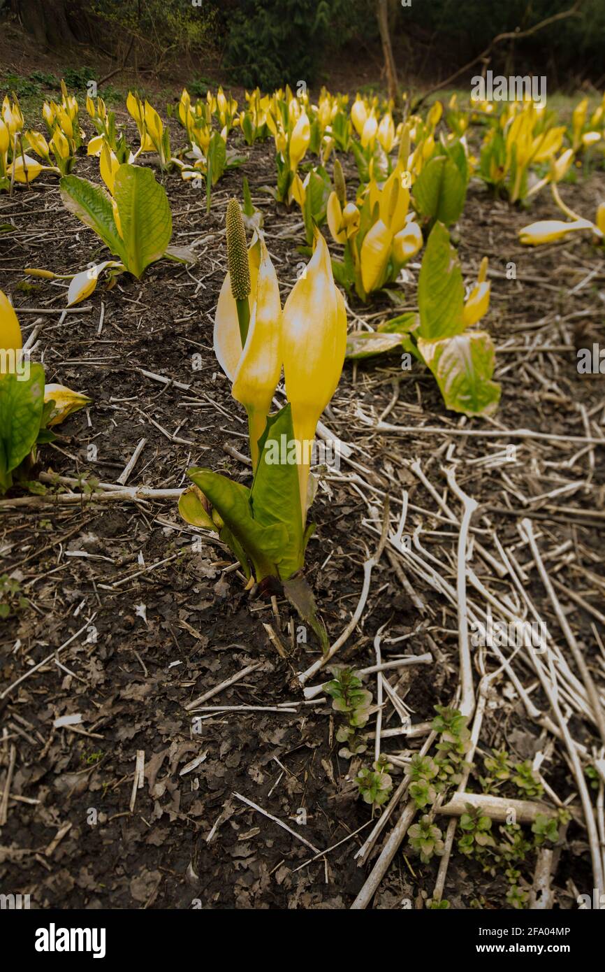 Lysichiton Americanus (Yellow, skunk cabbage),on marshy ground in ...