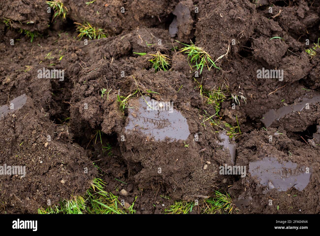 Clods of freshly plowed fertile soil. Natural background of brown raw ...