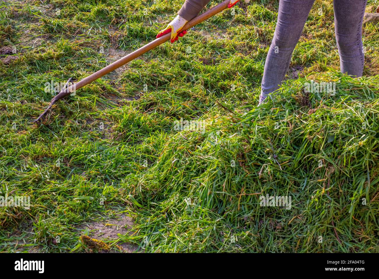 Cleaning mowed green grass from the lawn. The woman rakes the grass ...