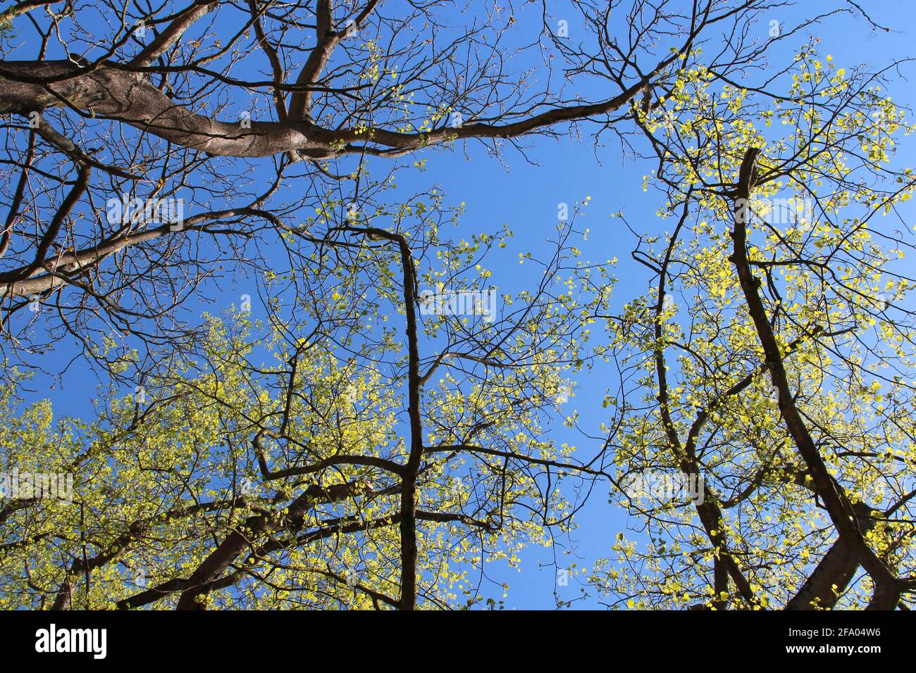 trees in a public garden in nantes in france Stock Photo - Alamy