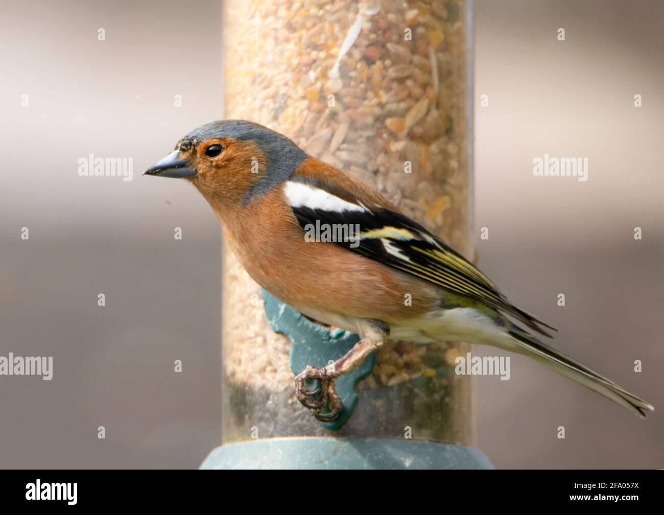 Common Chaffinch, perched in a British Garden, April 2021 Stock Photo ...