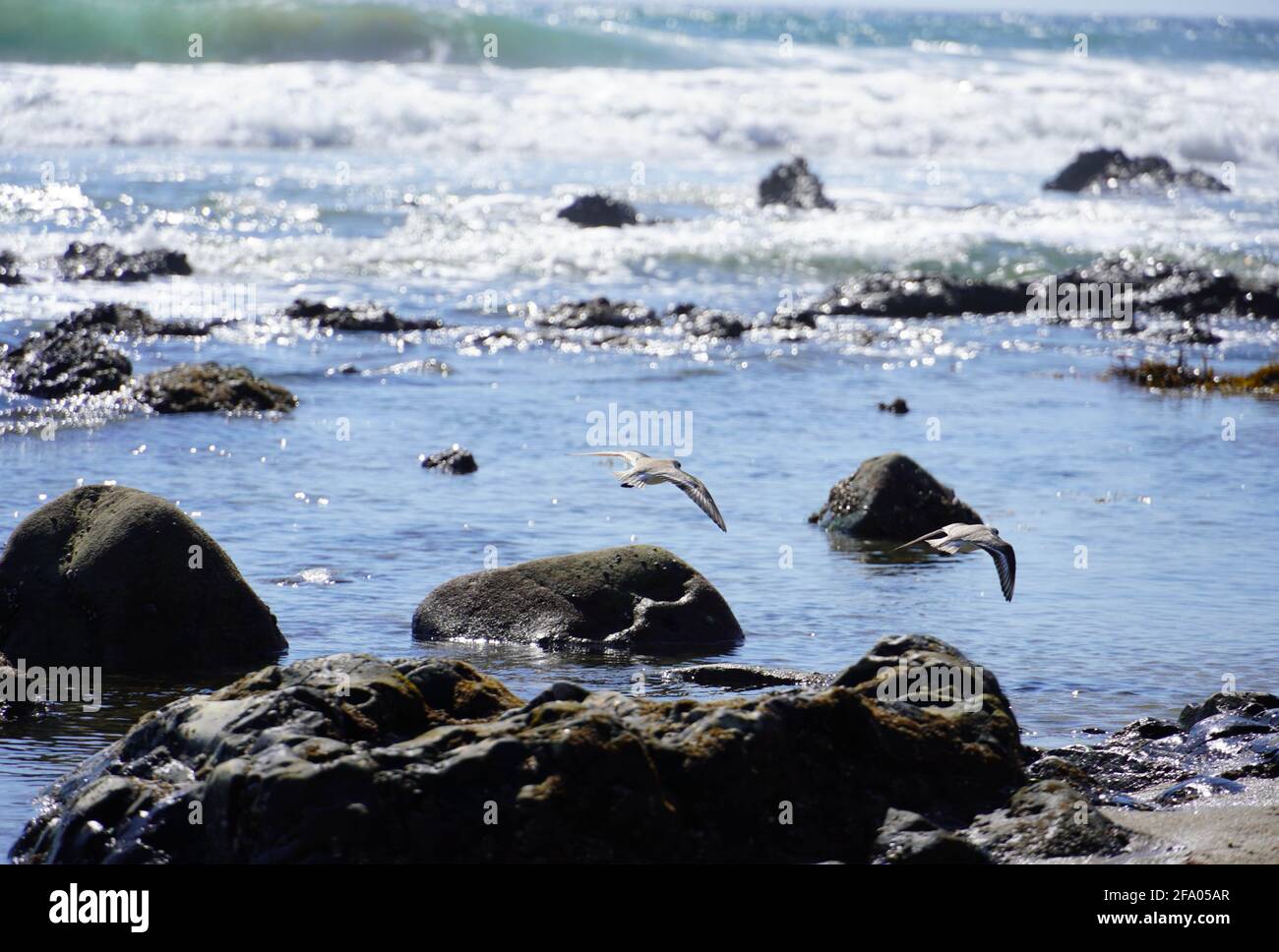 Two birds fly over the ocean at Malibu Lagoon, Malibu, California, USA ...