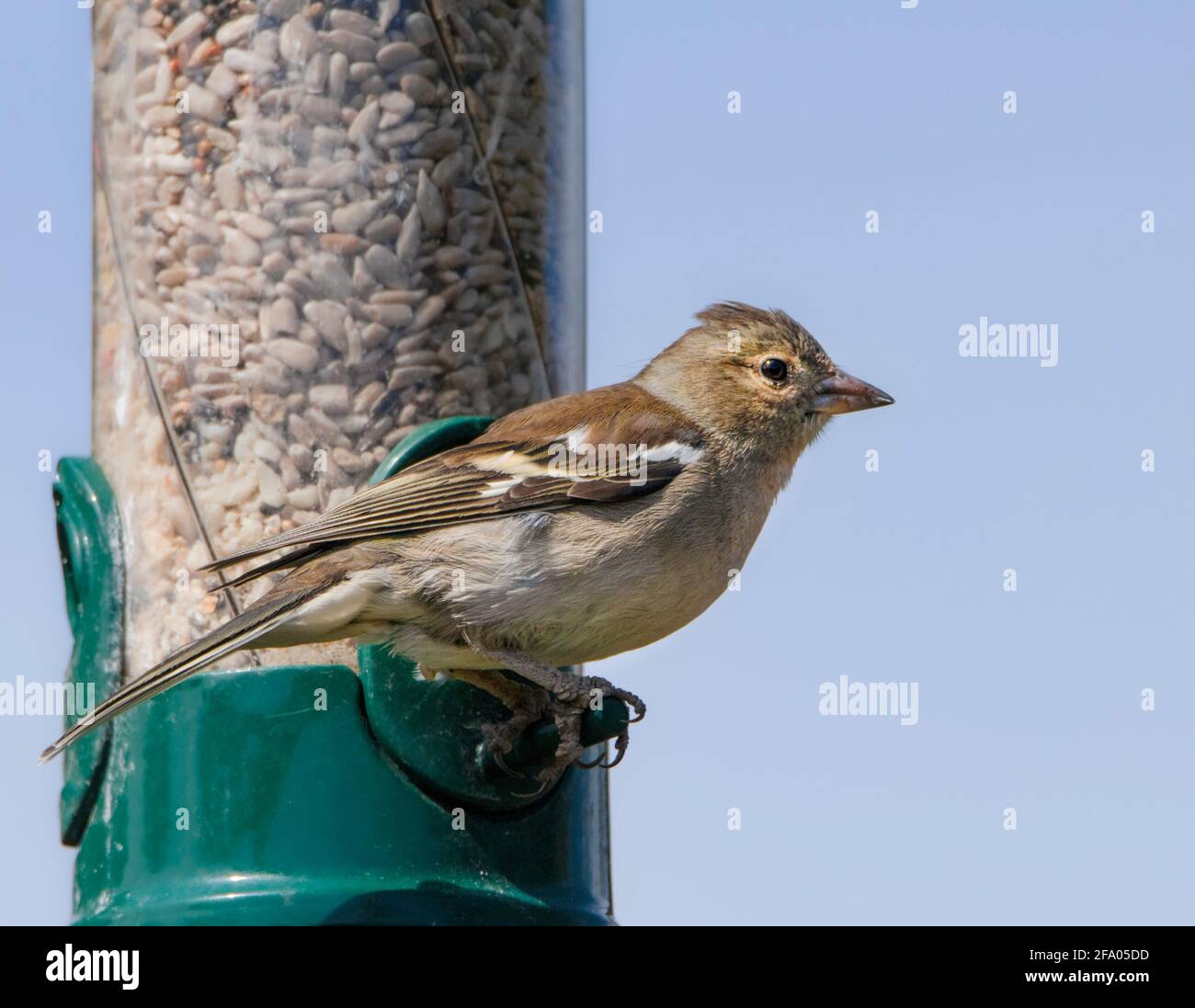 Common Chaffinch, perched in a British Garden, April 2021 Stock Photo ...