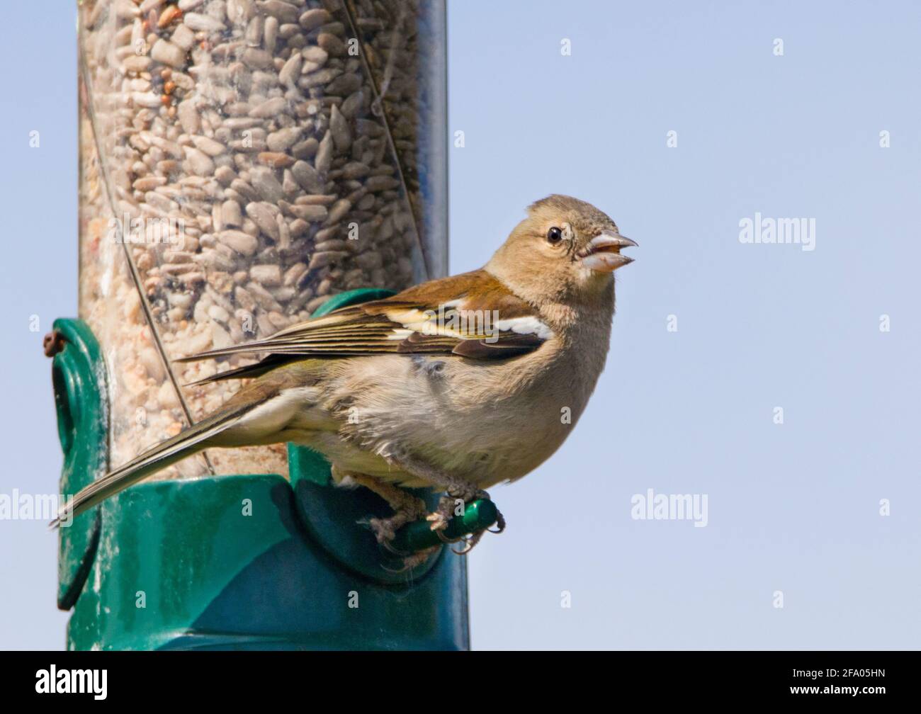 Chaffinch feet hi-res stock photography and images - Alamy