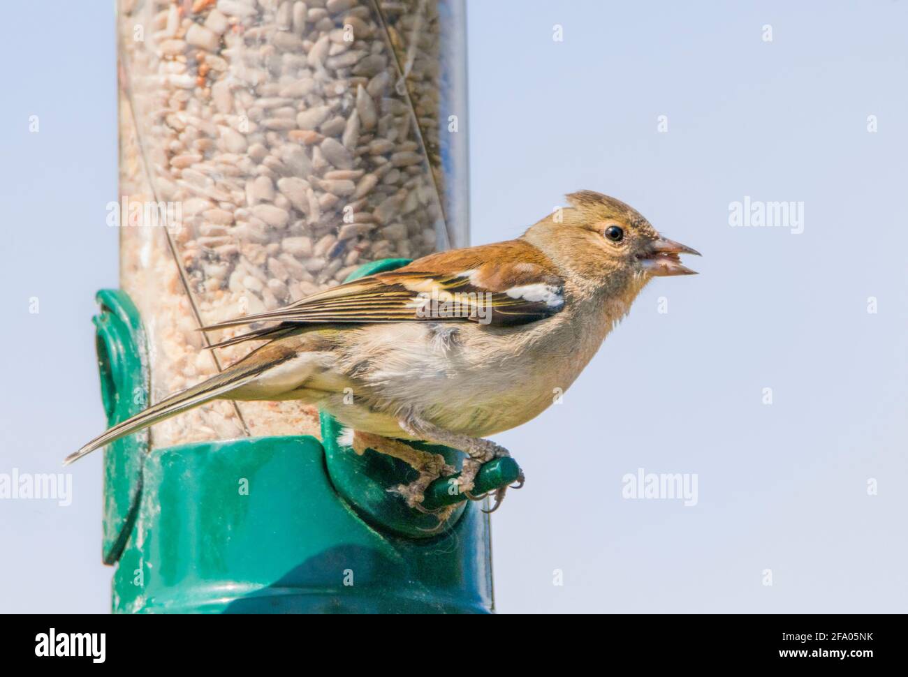 Garden conical hi-res stock photography and images - Alamy
