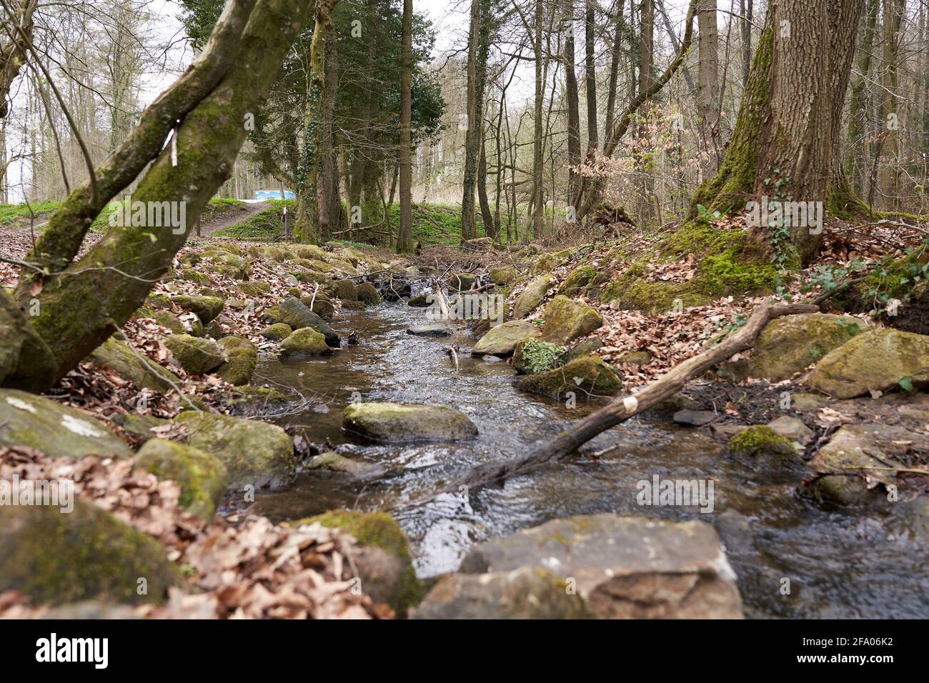small stream in the deciduous forest near Bad Iburg in Germany Stock ...