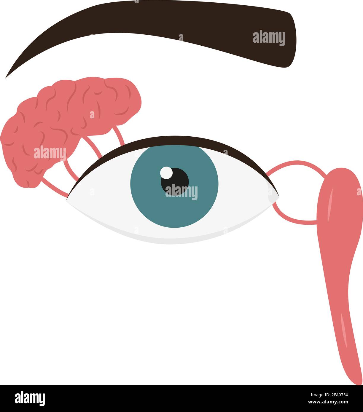 Human eye and lacrimal gland. Medical vector illustration Stock Vector ...