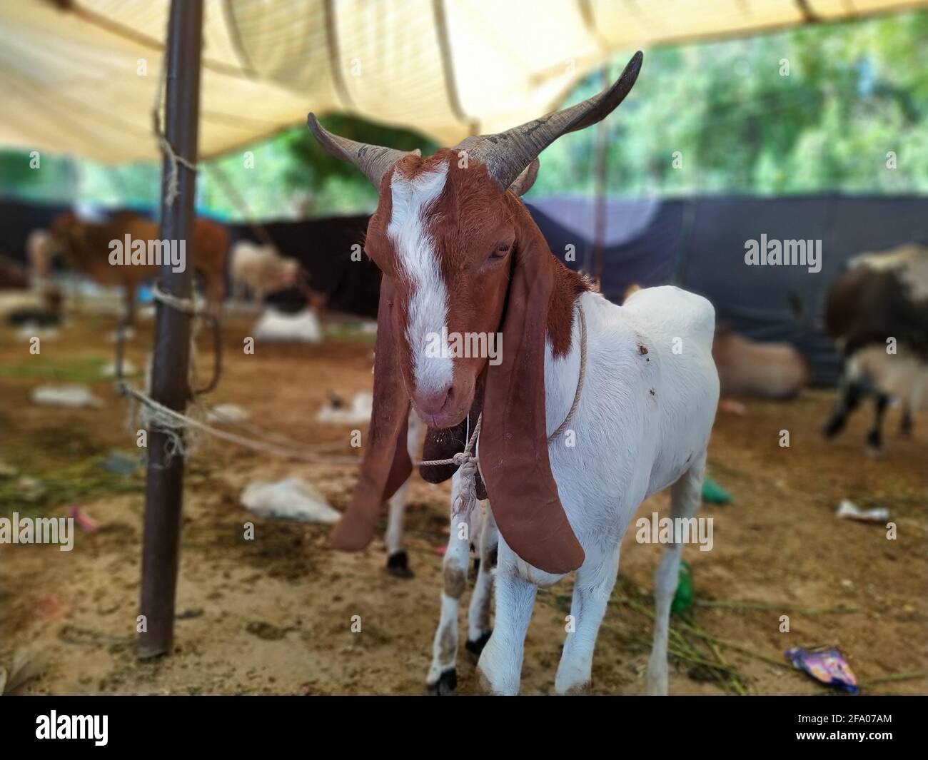 Closeup of a Boer goat tied to a pole on the farm Stock Photo - Alamy