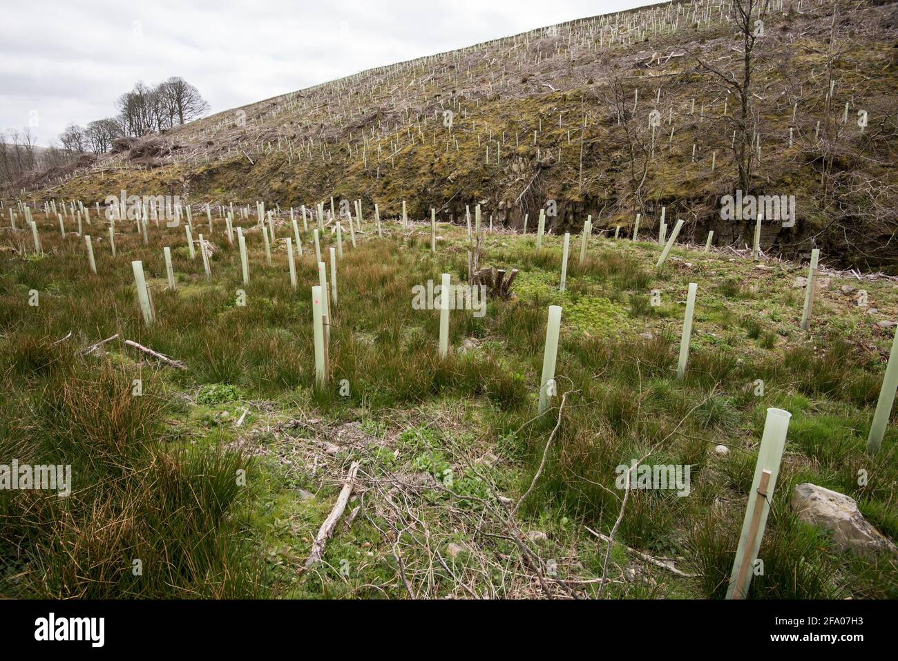 Plastic tubes and forestry Stock Photo - Alamy