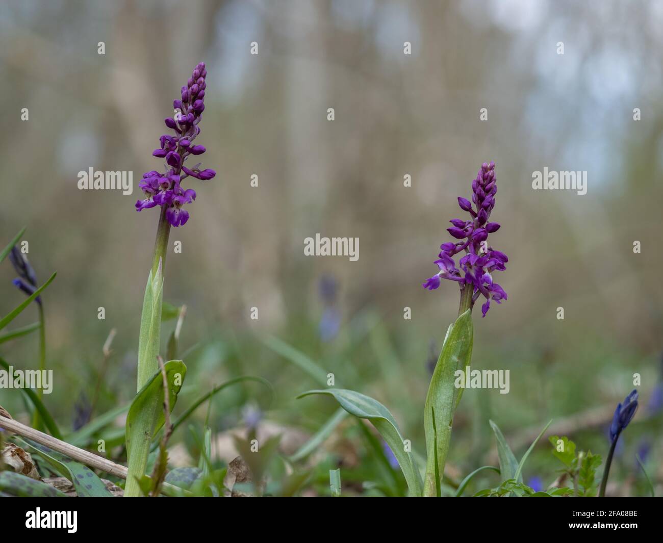 Early purple orchid beginning flower hi-res stock photography and ...