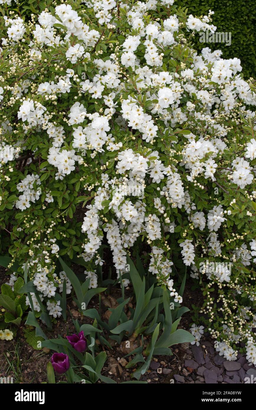 Exochorda × macrantha 'The Bride' Stock Photo - Alamy
