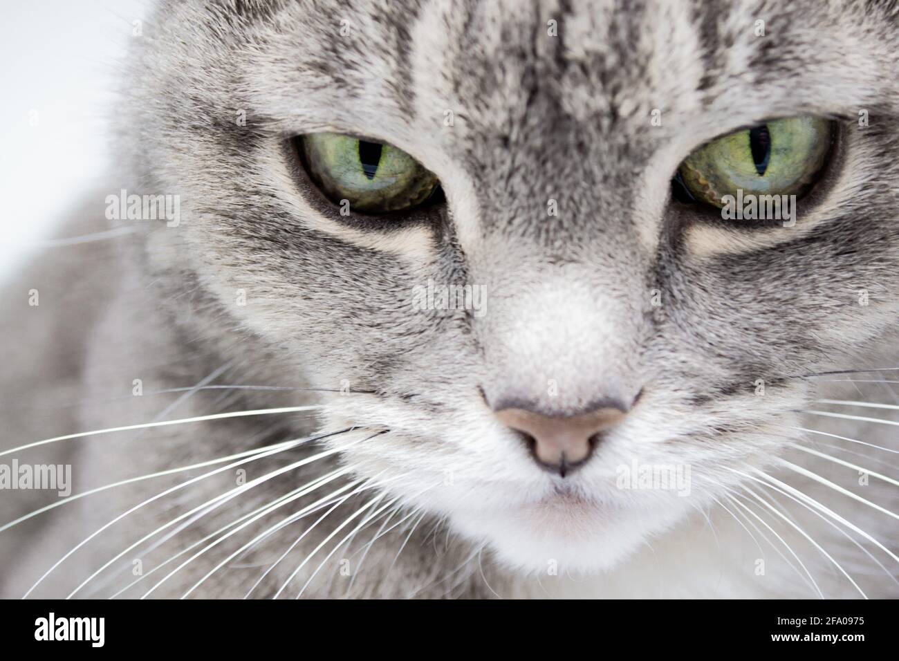 Close up of a gray furry tabby cat with green eyes and a pink nose ...