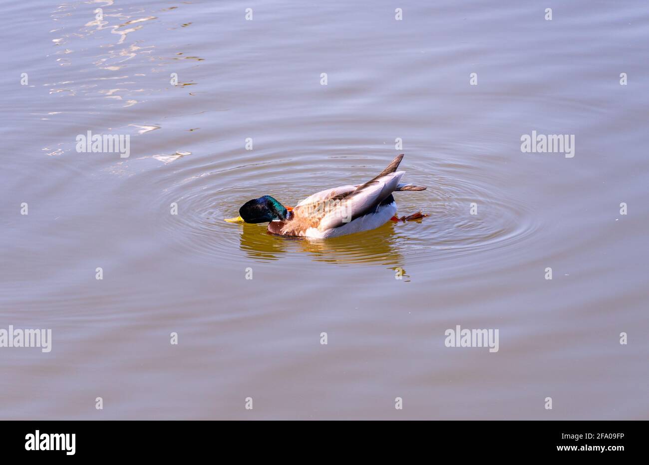 Drake dives under water in a pond, duck dives under water for food ...
