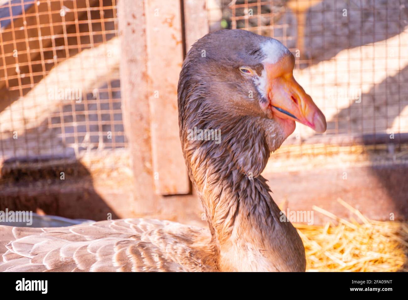 Unusual goose close-up, turkey with a strange nose, goose head Stock ...