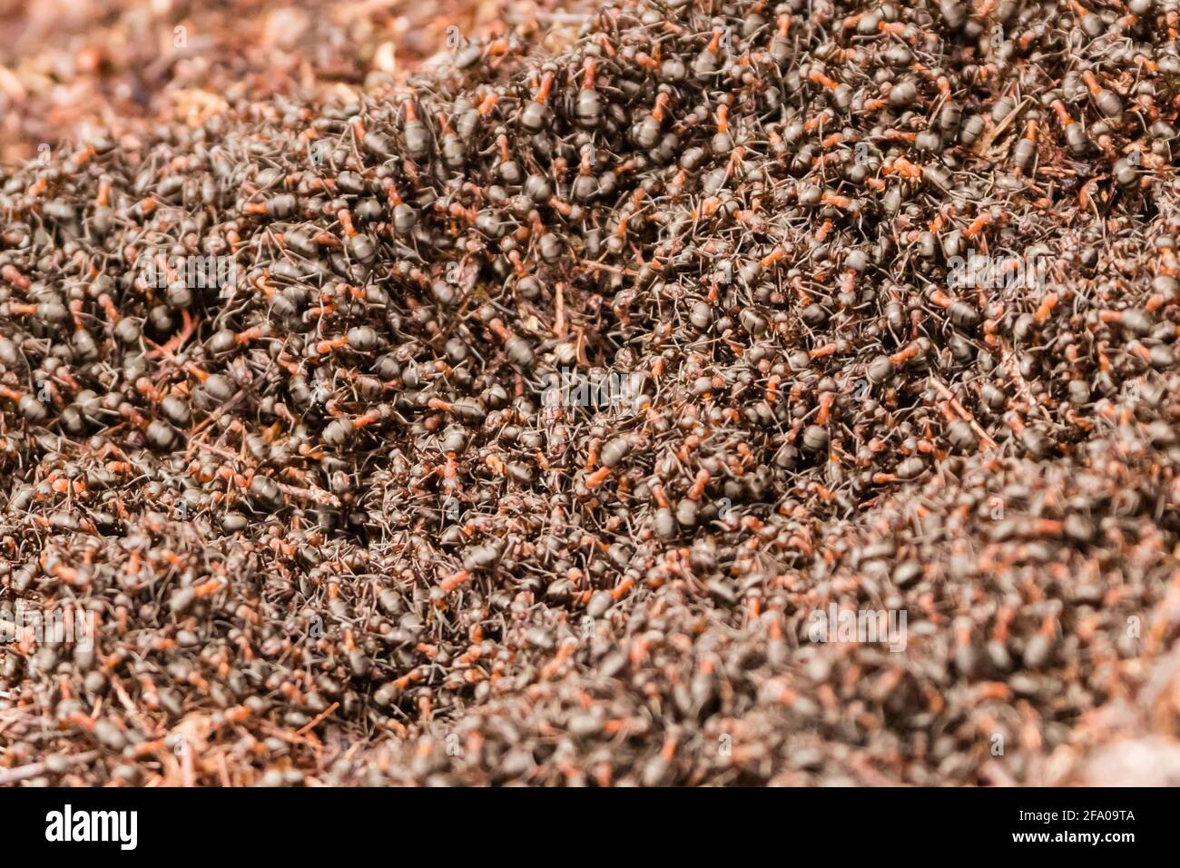 Formica rufa nest hi-res stock photography and images - Alamy