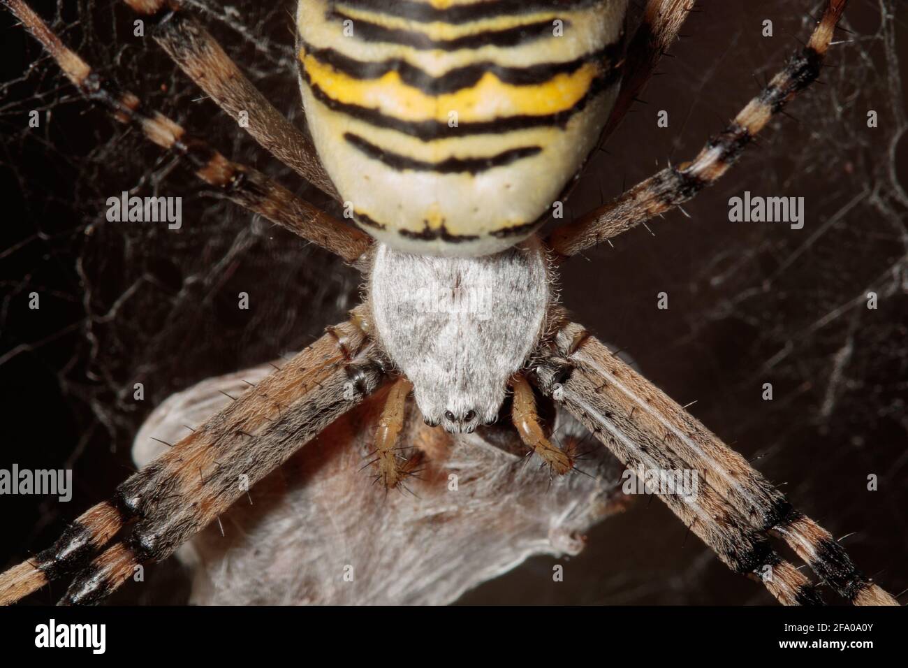 Wasp spider (Argiope bruennichi) wrapping grasshopper prey. Surrey, UK ...