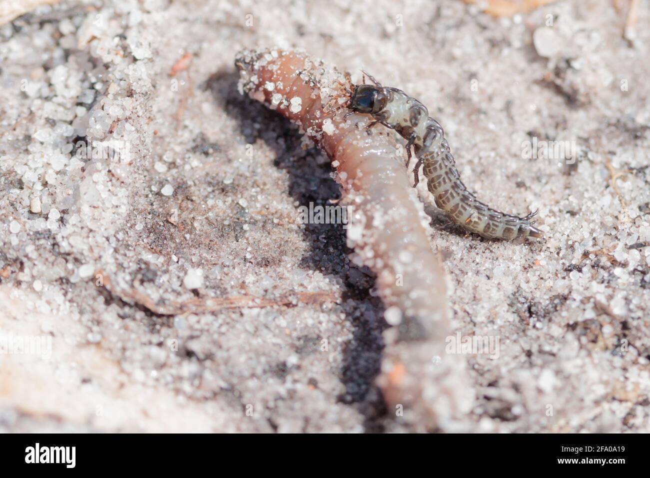 Ground beetle larva hi-res stock photography and images - Alamy