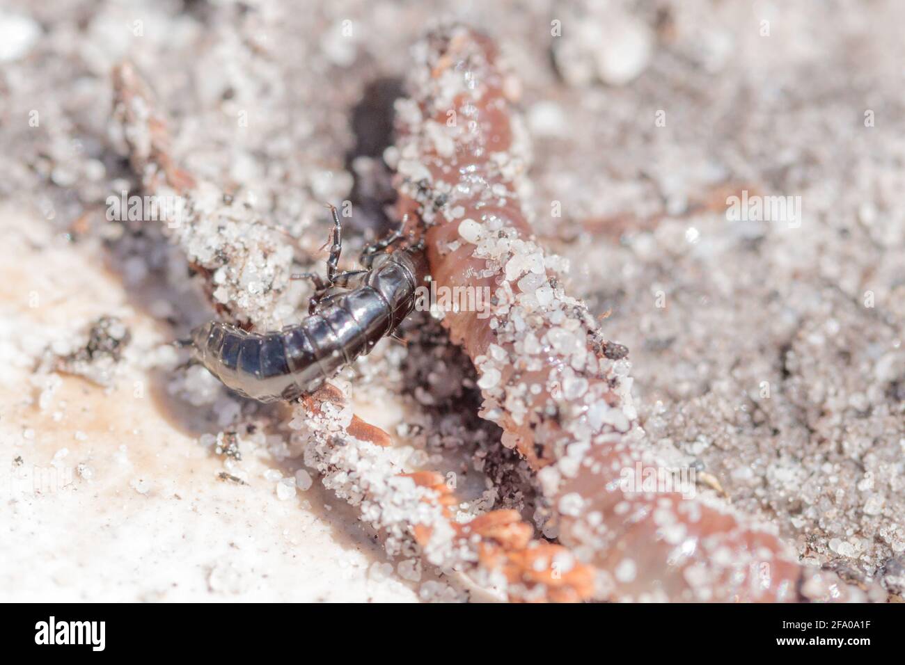 Ground beetle larva hi-res stock photography and images - Alamy