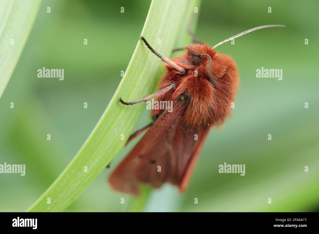 Ruby tiger moth (Phragmatobia fuliginosa). Surrey, UK Stock Photo - Alamy