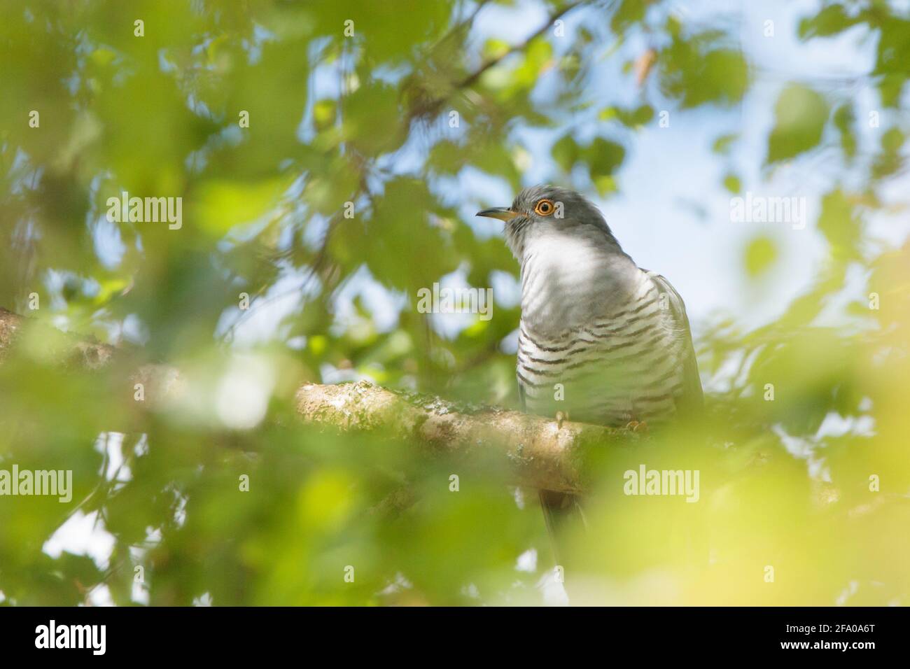Cuckoo (Cuculus canorus) perched in tree. Surrey, UK Stock Photo - Alamy