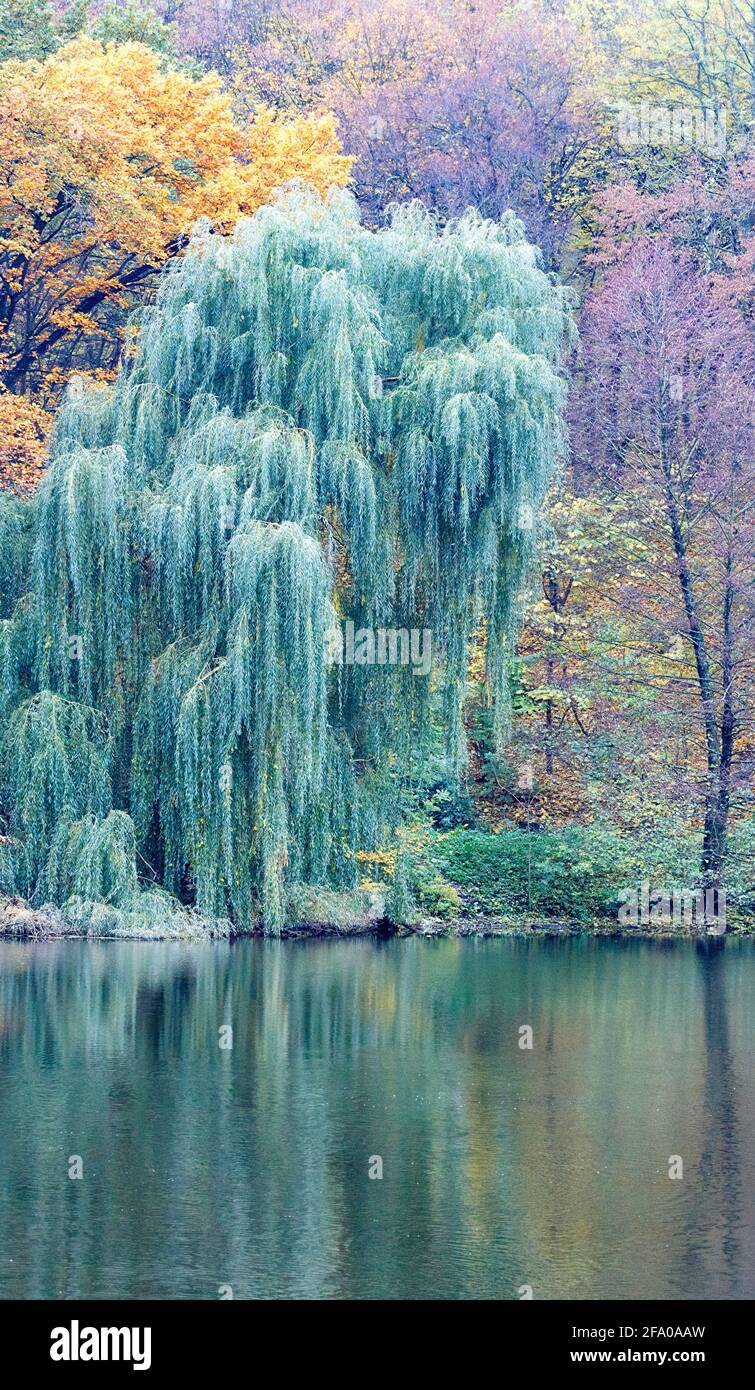 Weeping Willow Tree Water
