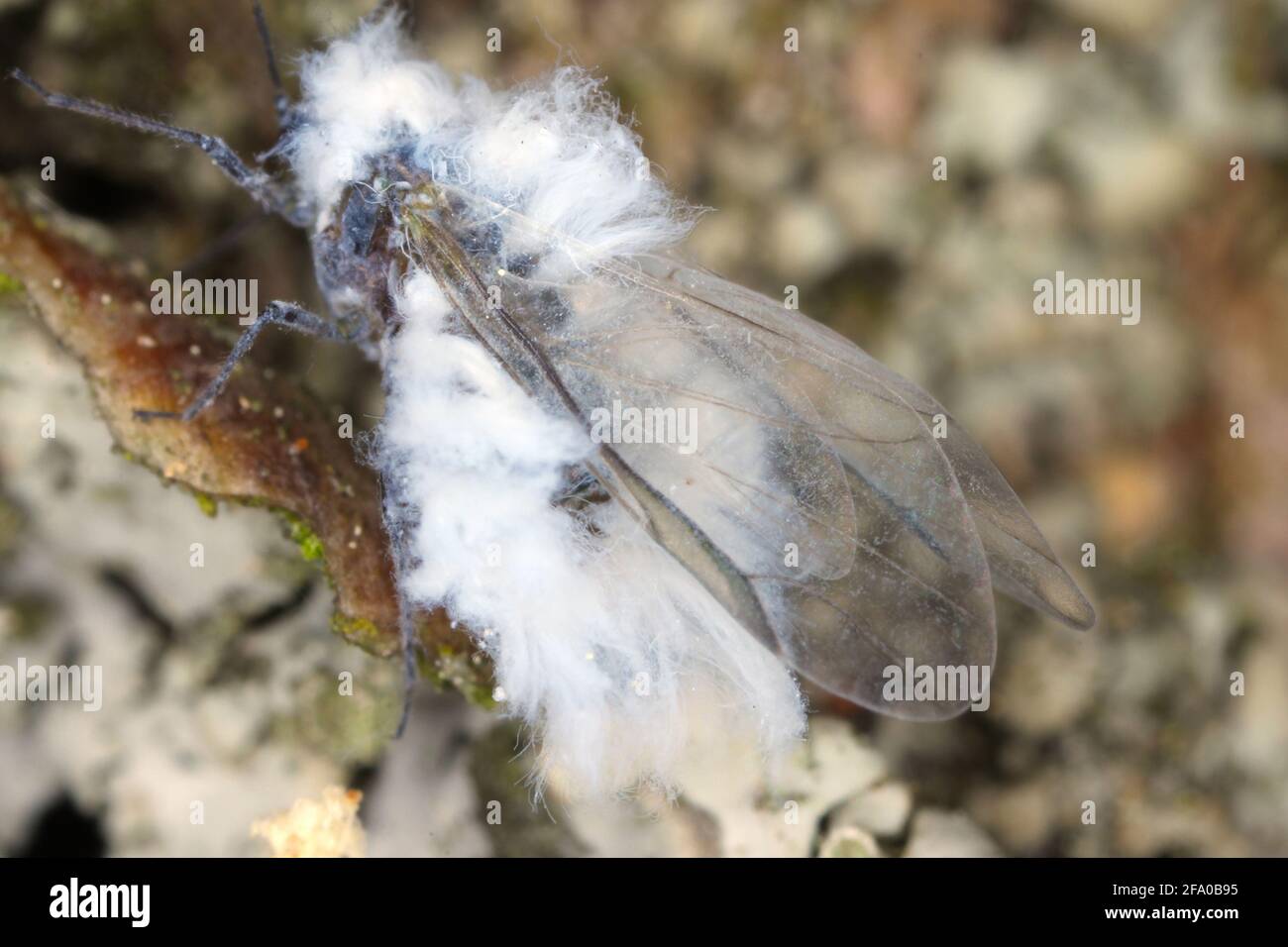 Aphelinus mali hi-res stock photography and images - Alamy