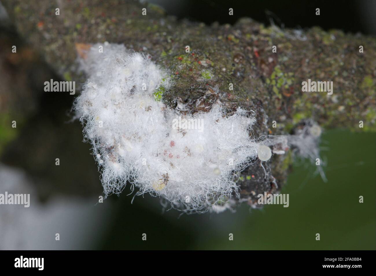 Woolly aphid apple tree hi-res stock photography and images - Alamy