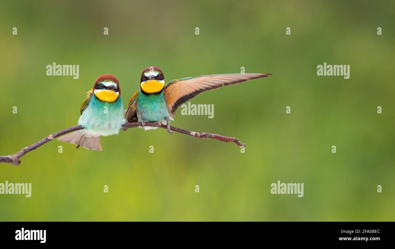 European bee eaters merops hi-res stock photography and images - Alamy