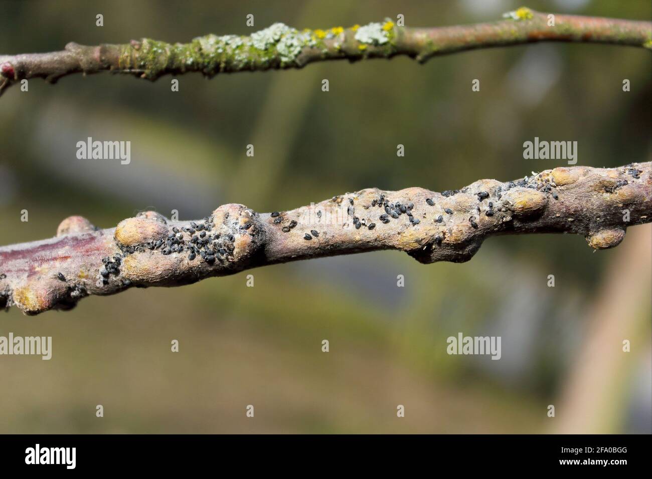 Characteristic damage to apple shoot caused by feeding by Woolly apple ...