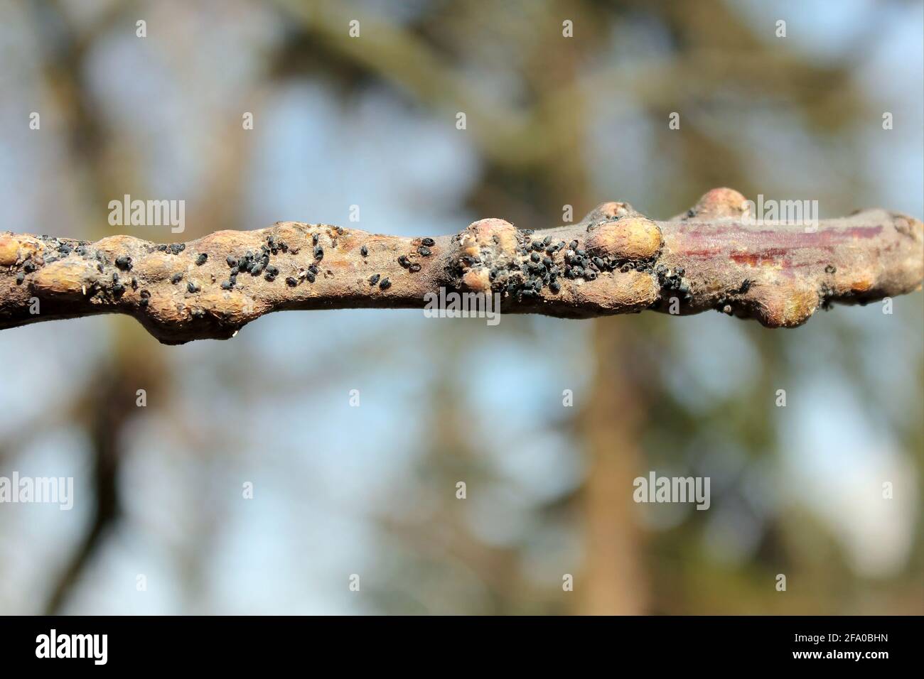 Characteristic damage to apple shoot caused by feeding by Woolly apple ...